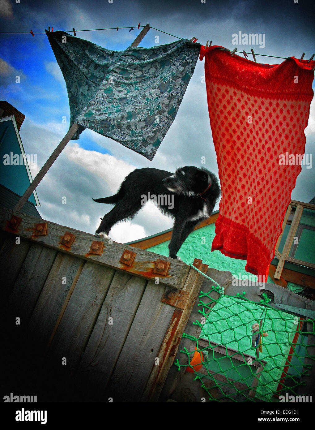 Dog waiting with washing line Stock Photo - Alamy