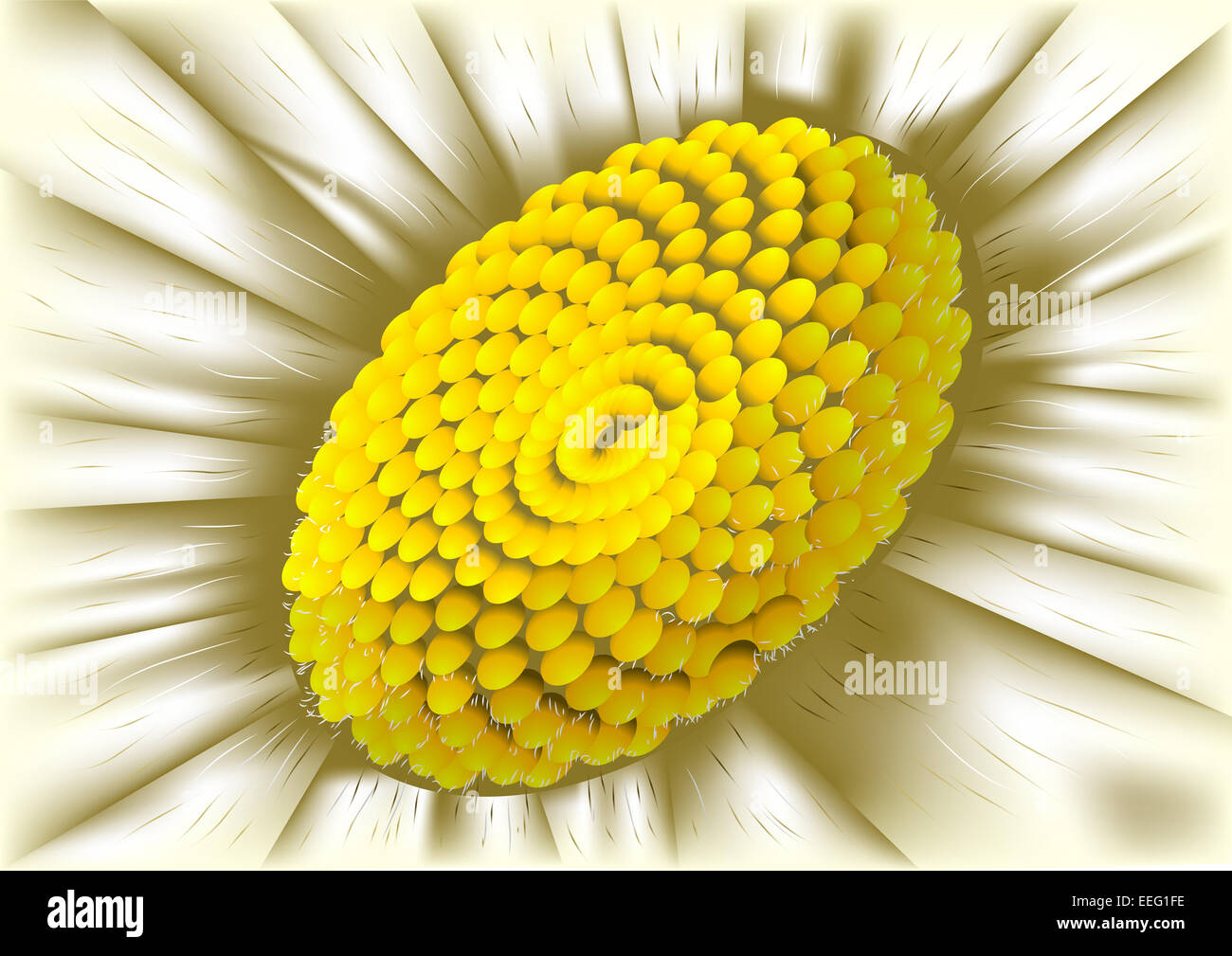 center of flower Stock Photo - Alamy