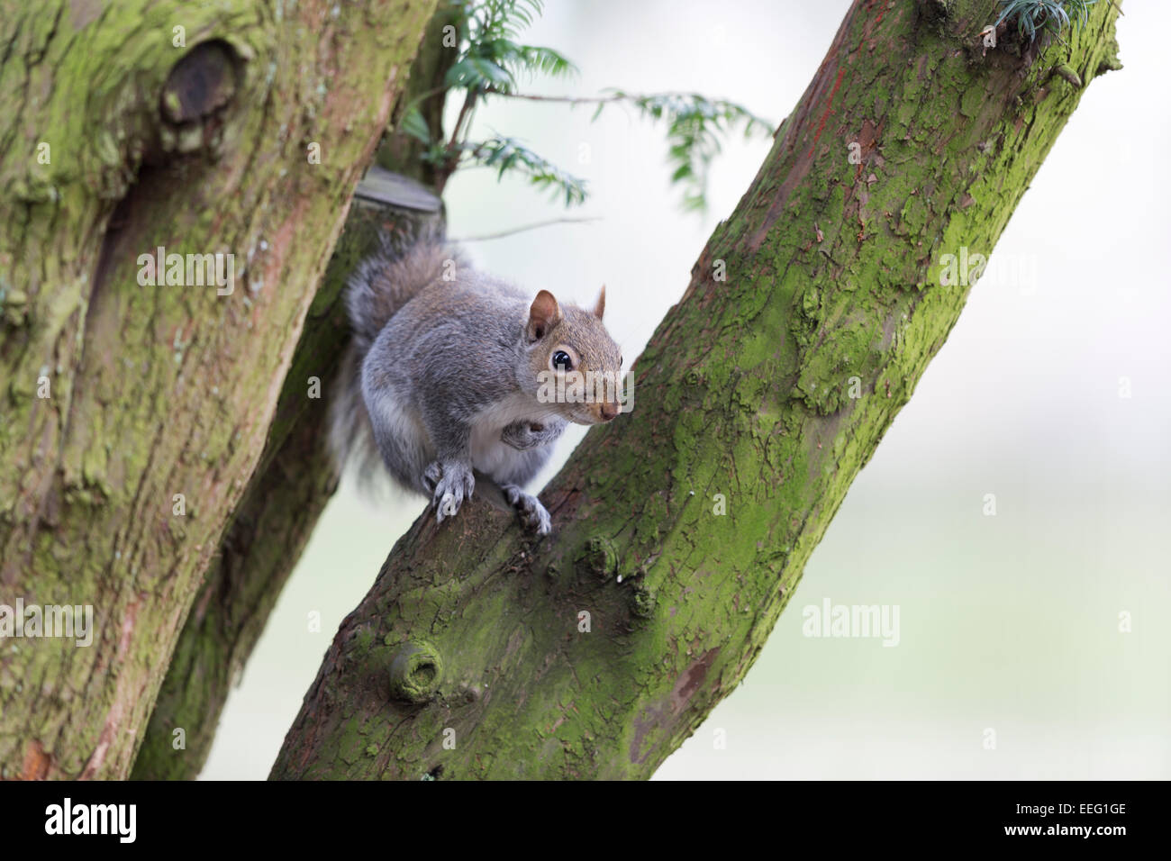 Grey squirrel tree hi-res stock photography and images - Alamy