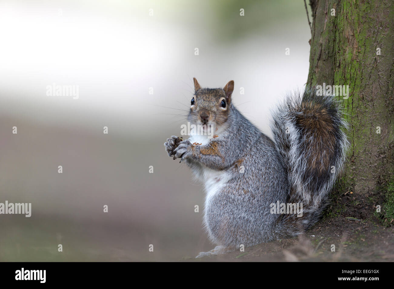 Wildlife : Gray Squirrel (Sciurus carolinensis Stock Photo - Alamy