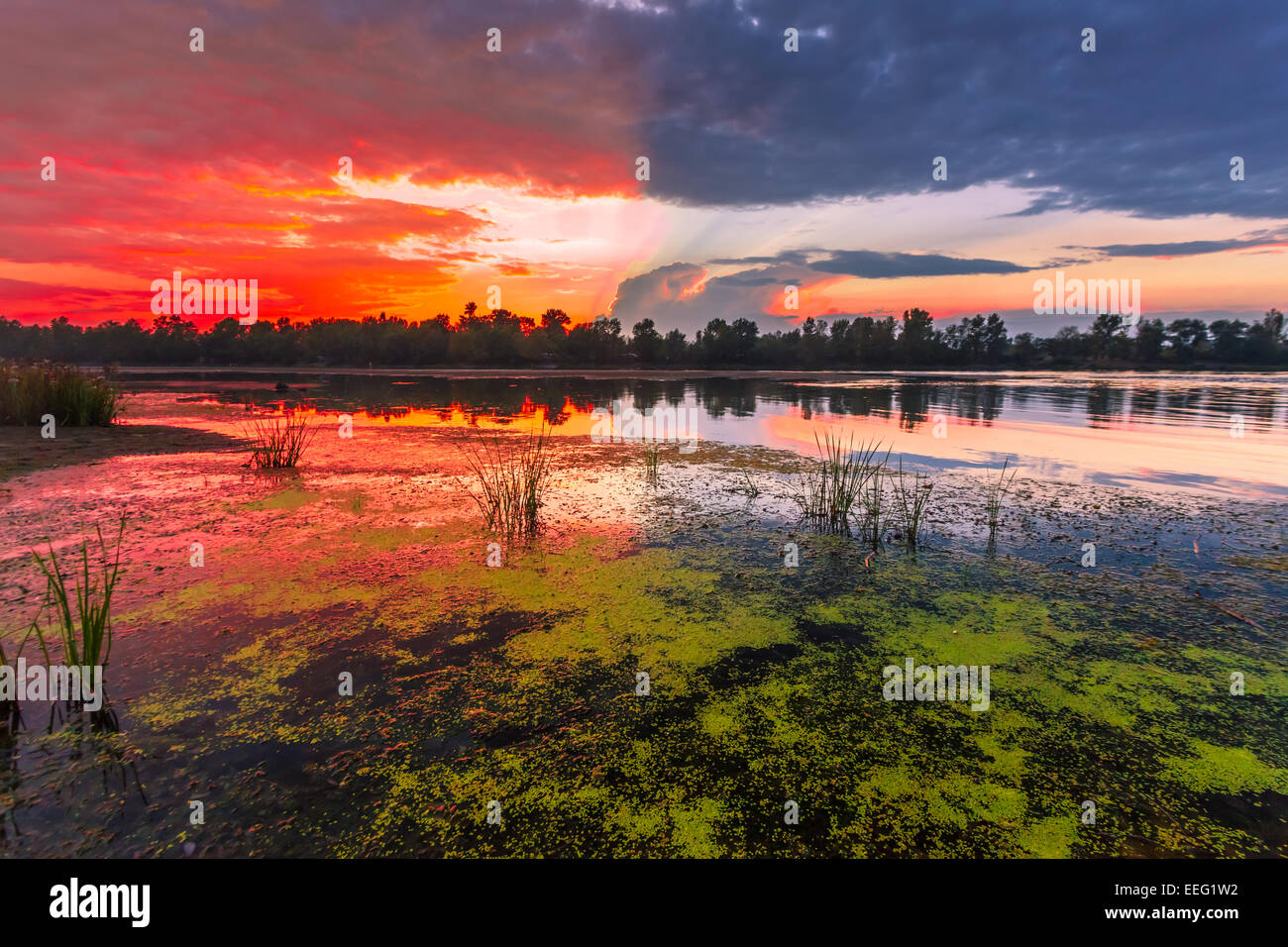 Palma de seychelles hi-res stock photography and images - Alamy