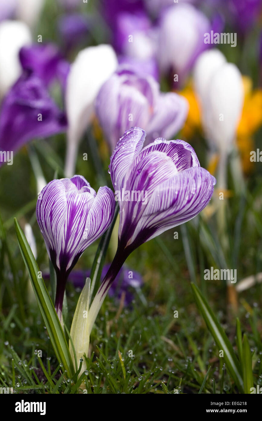 Naturalized bulbs hi-res stock photography and images - Alamy