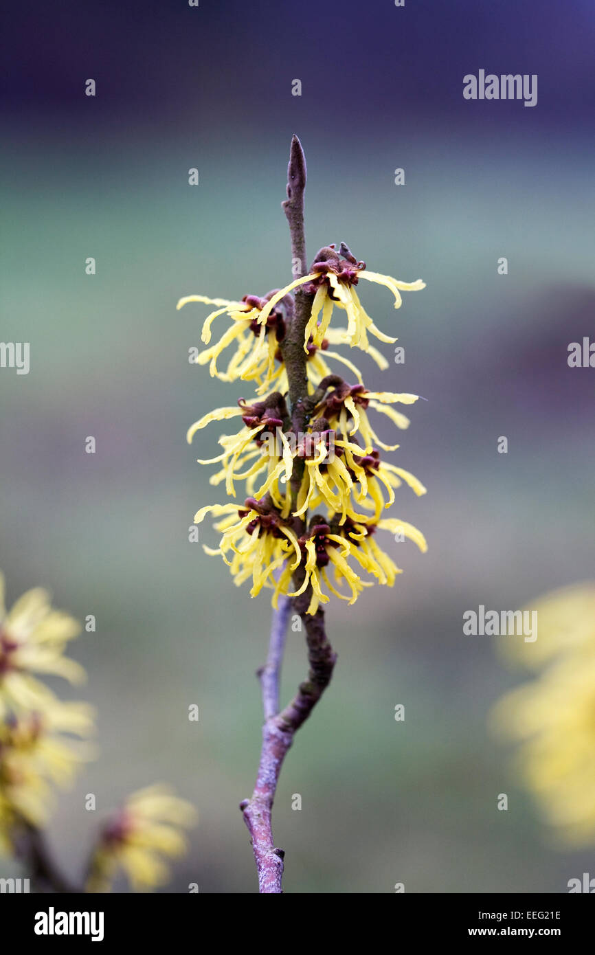 Hamamelis shrub flowering in Winter. Witch hazel flowers Stock Photo ...