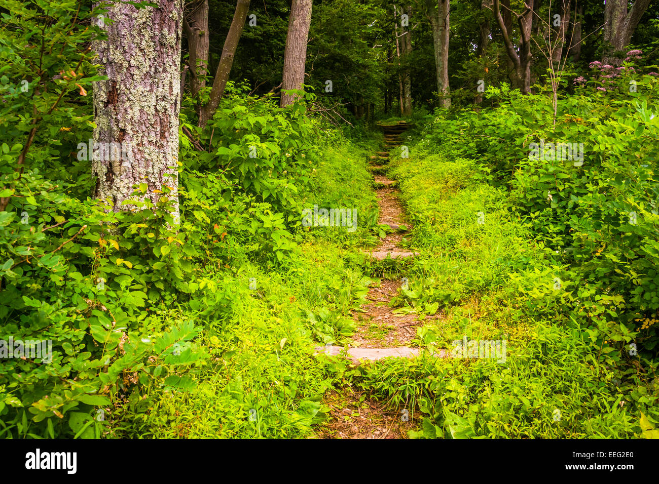 Trail through a forest hi-res stock photography and images - Alamy