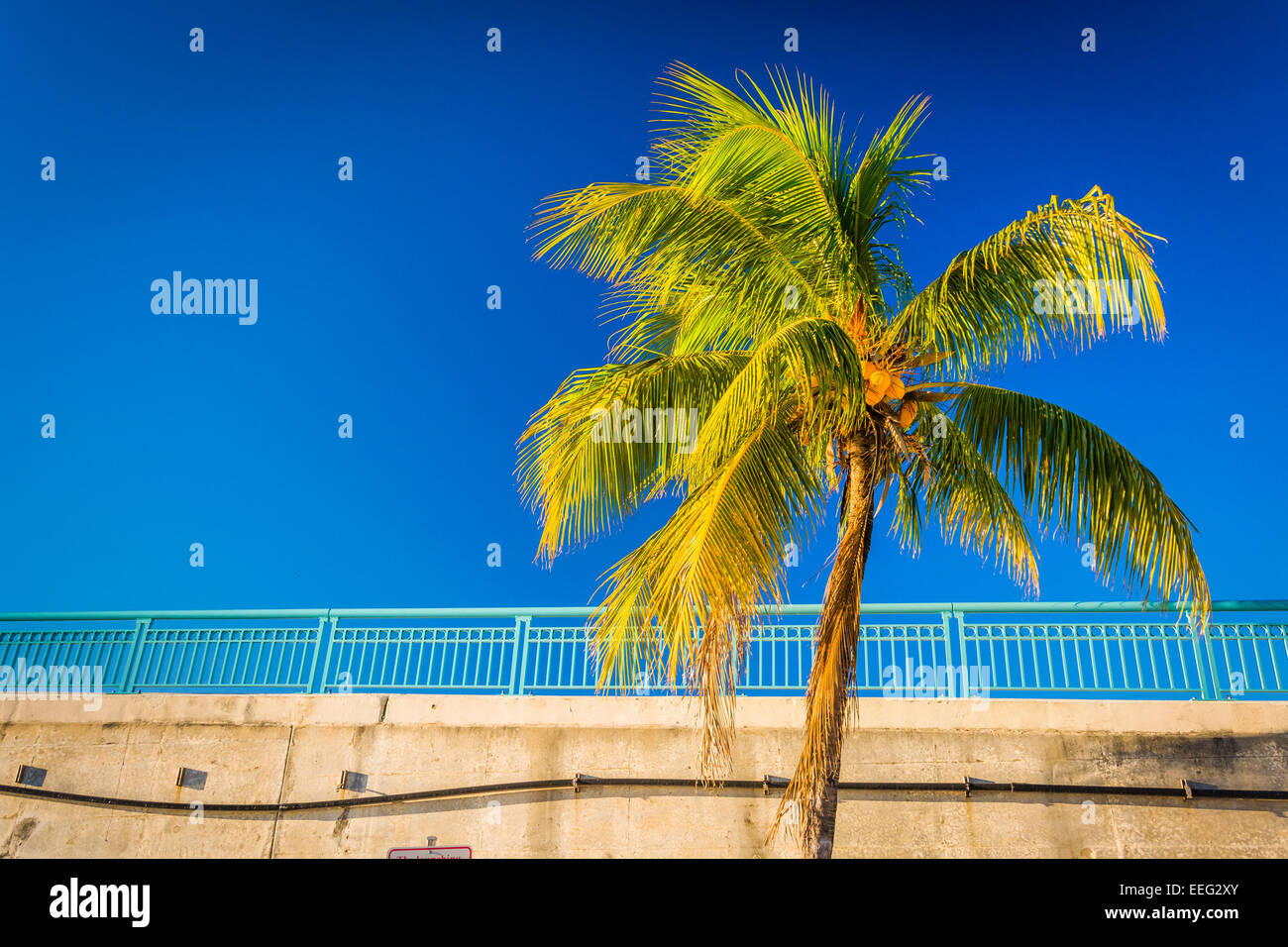 Palm tree and bridge in Singer Island, Florida Stock Photo - Alamy