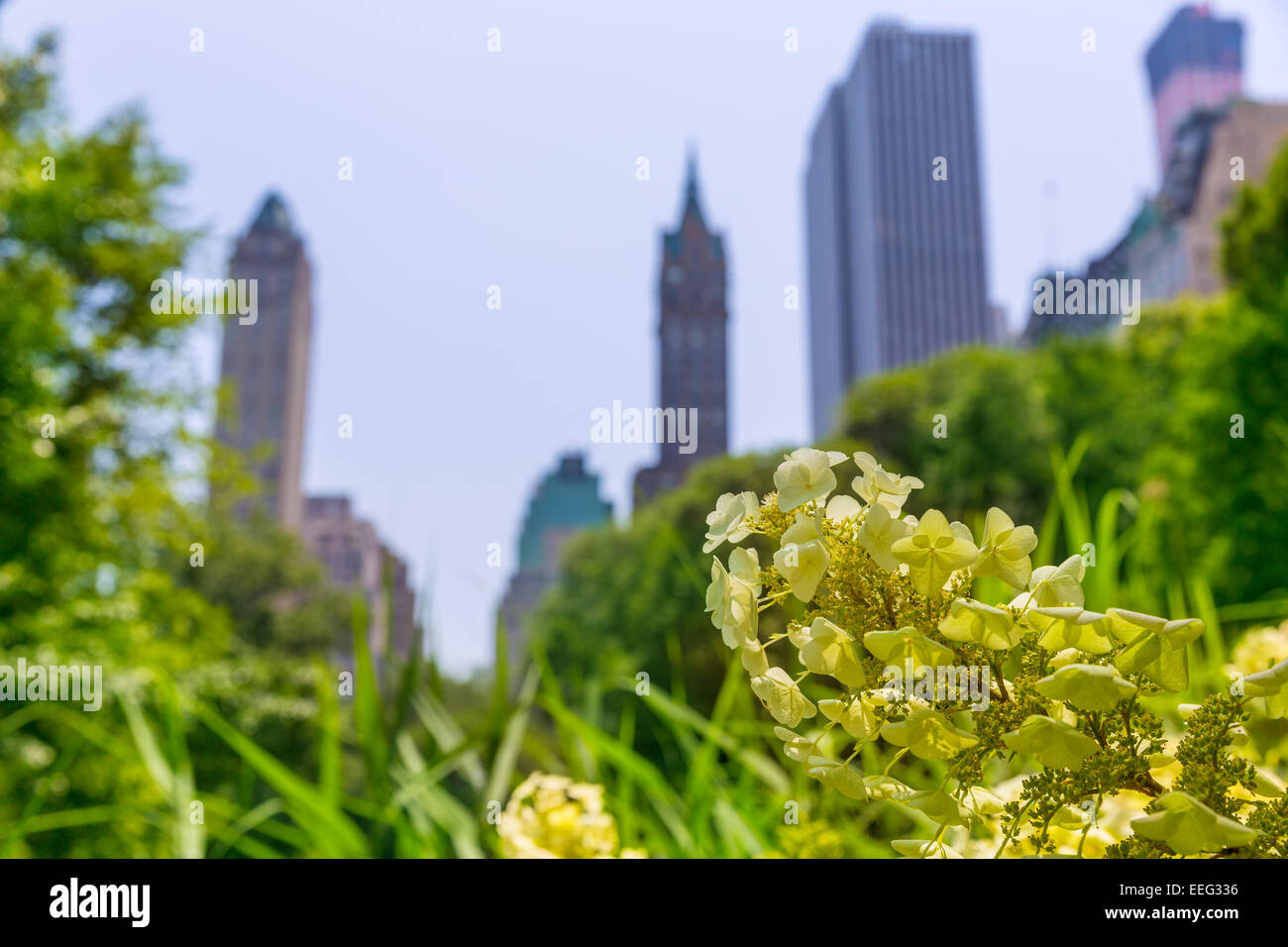 Central Park flowers Manhattan New York US Stock Photo - Alamy