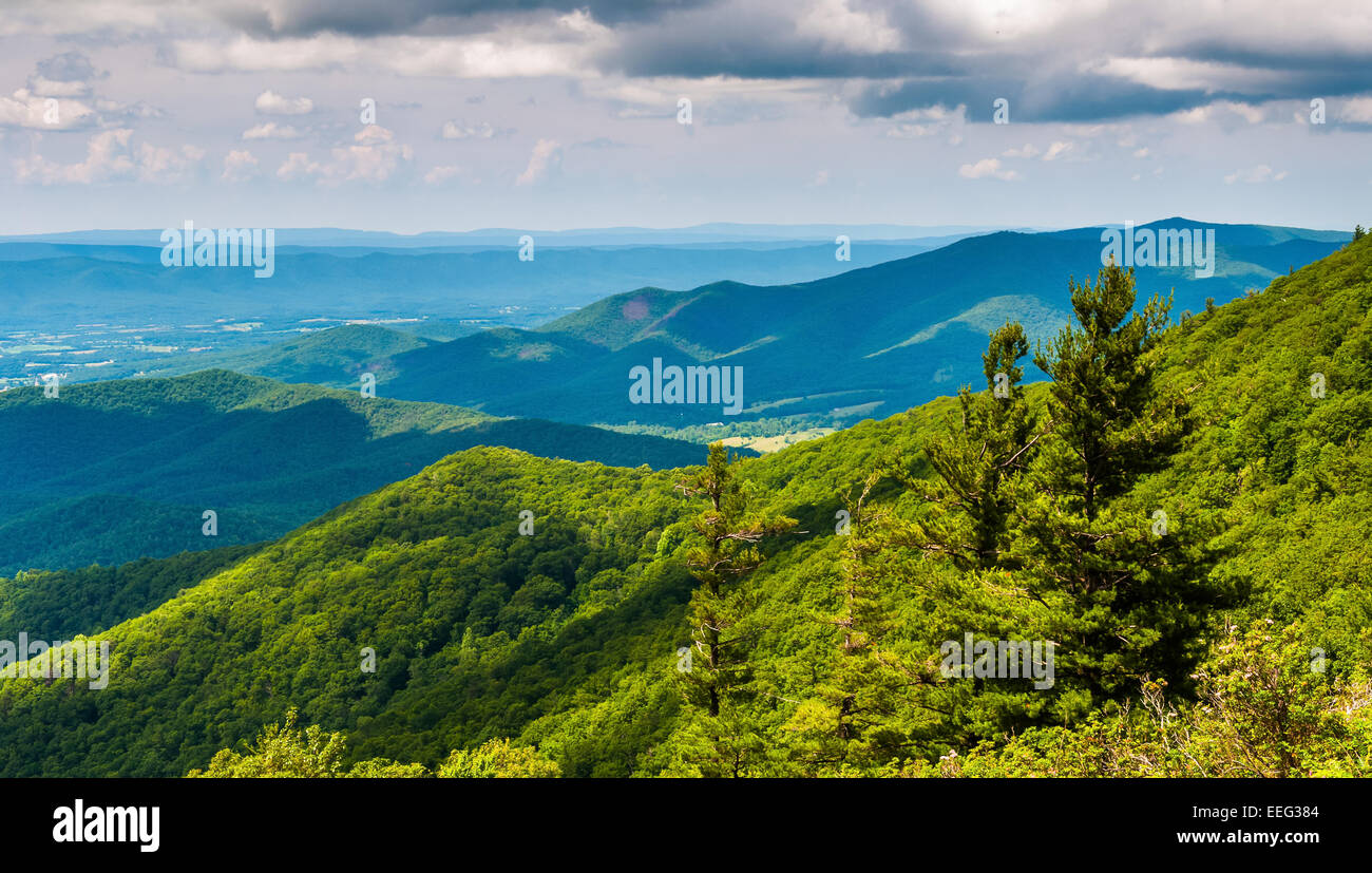 City view with pine trees hi-res stock photography and images - Alamy