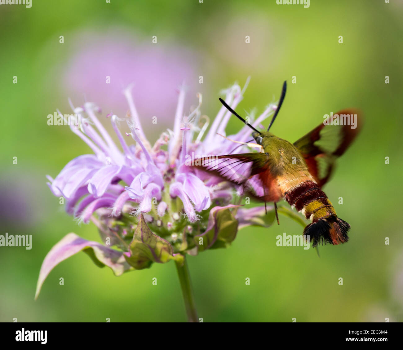 A Snowberry Clearwing Moth drinks nectar from a flower Stock Photo - Alamy