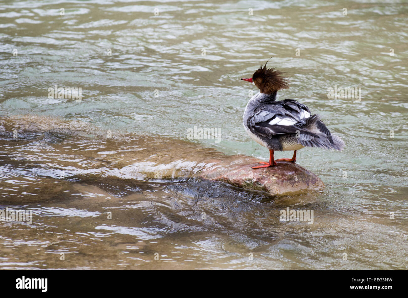 Common merganser hen hi-res stock photography and images - Alamy
