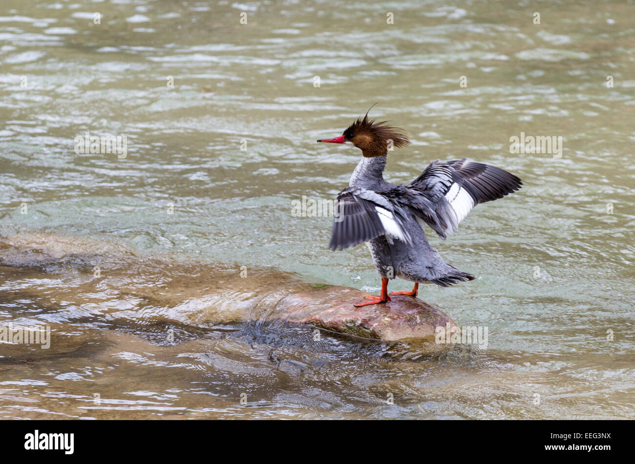 A common merganser hen in the Virgin River in Zion National Park in ...