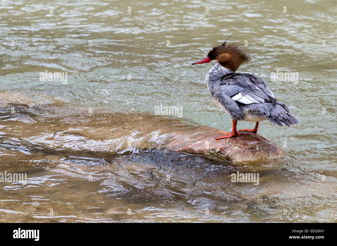 A common merganser hen in the Virgin River in Zion National Park in ...