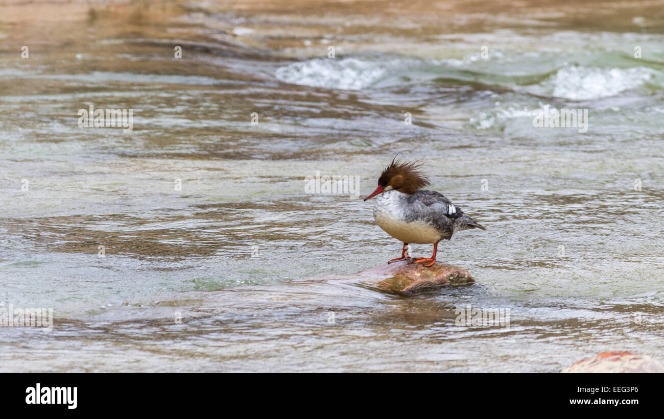 A common merganser hen in the Virgin River in Zion National Park in ...