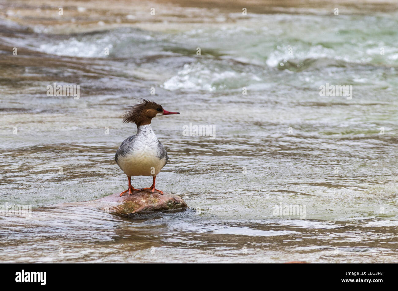 A common merganser hen in the Virgin River in Zion National Park in ...
