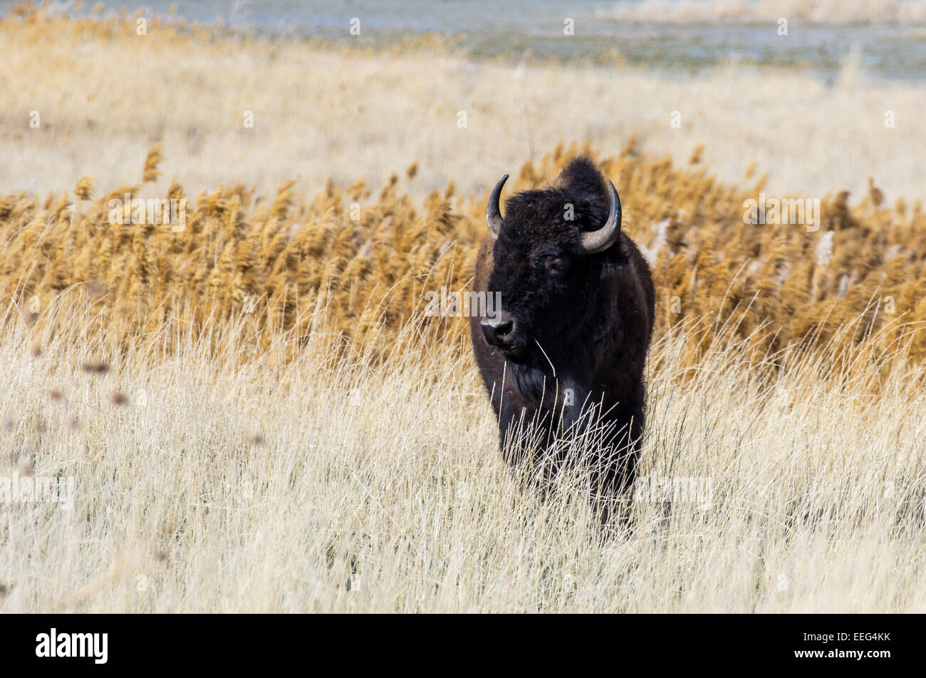One of over 500 bison on Antelope Island in the Great Salt Lake in Utah ...