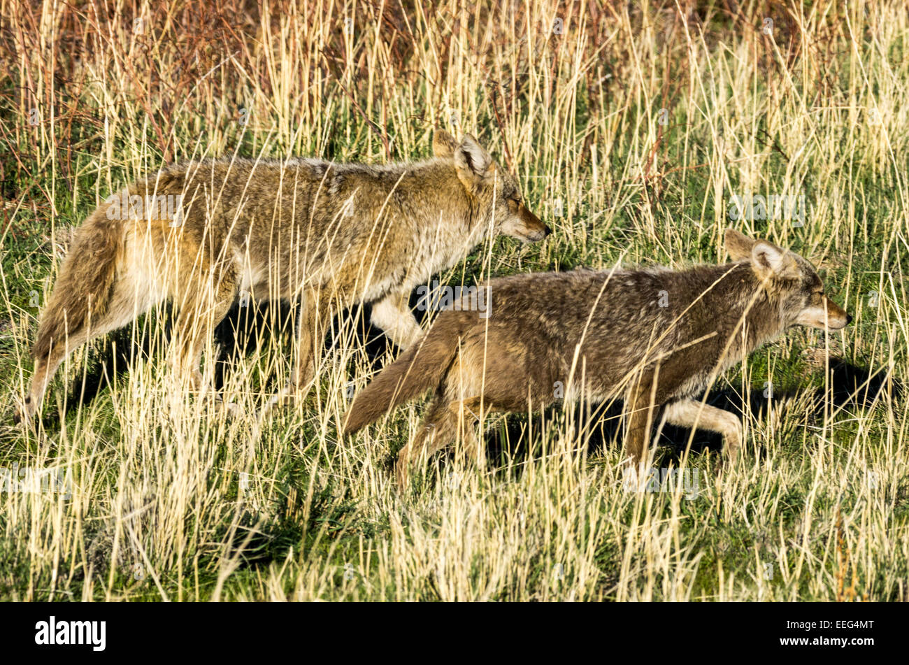 Coyotes hi-res stock photography and images - Alamy