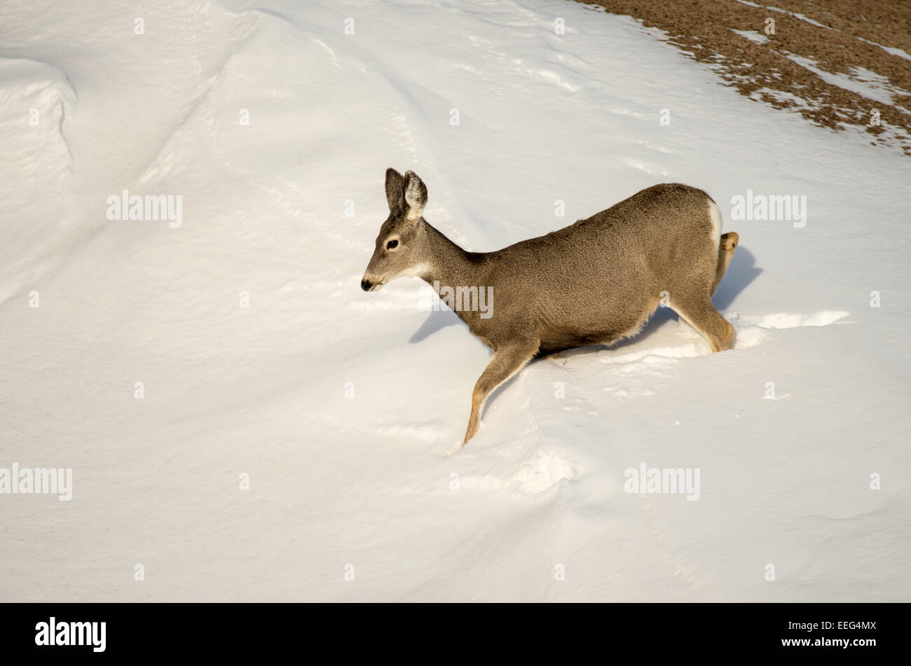 Mule deer doe in the winter in the Badlands National Park of South ...