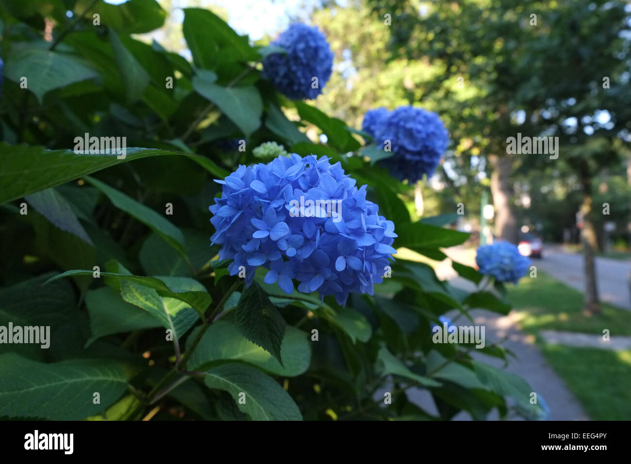 Stem hydrangea blue ball bush summer hortensia shade hi-res stock ...