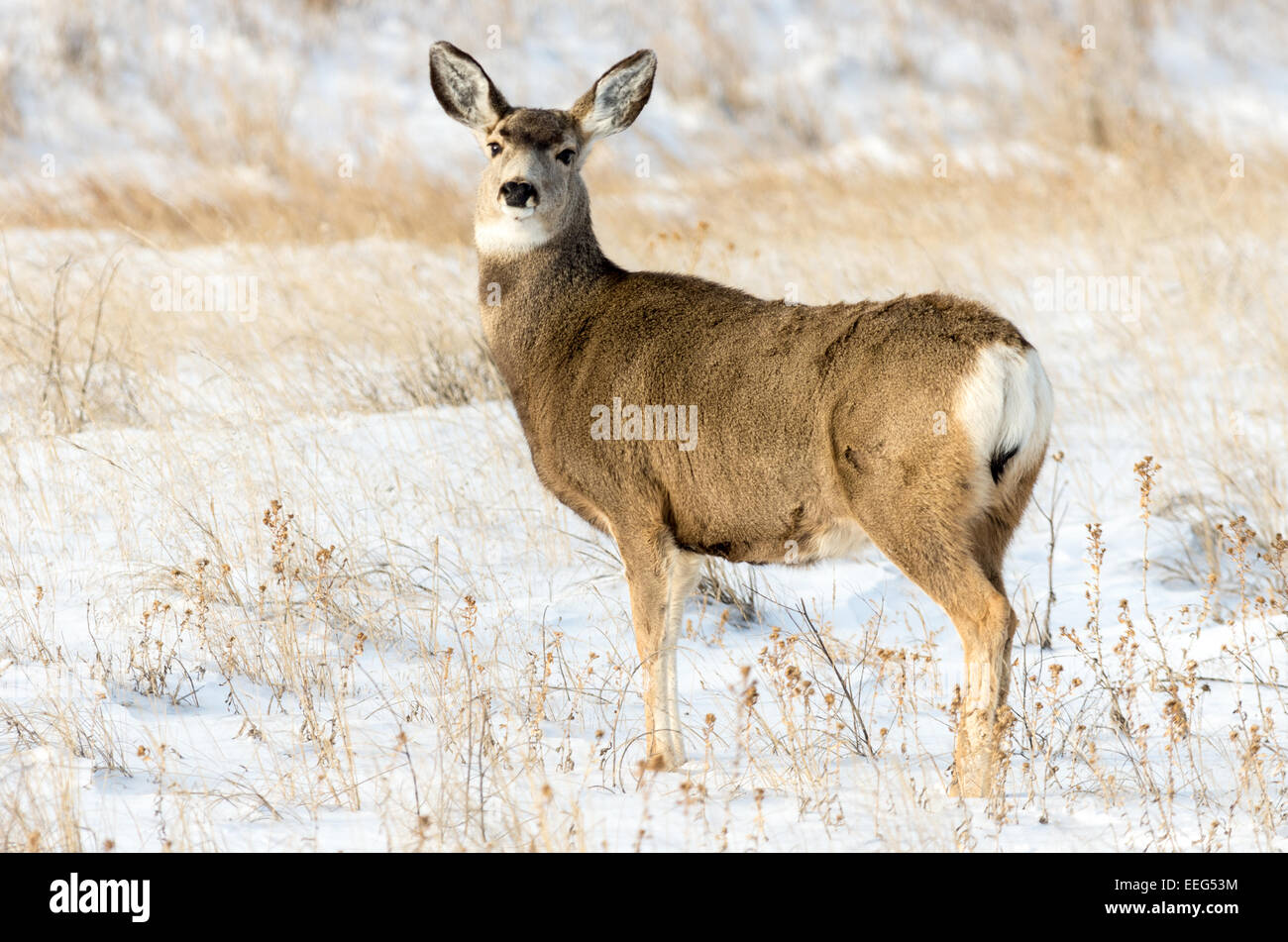 Mule deer doe in the winter in the Badlands National Park of South Dakota Stock Photo Alamy