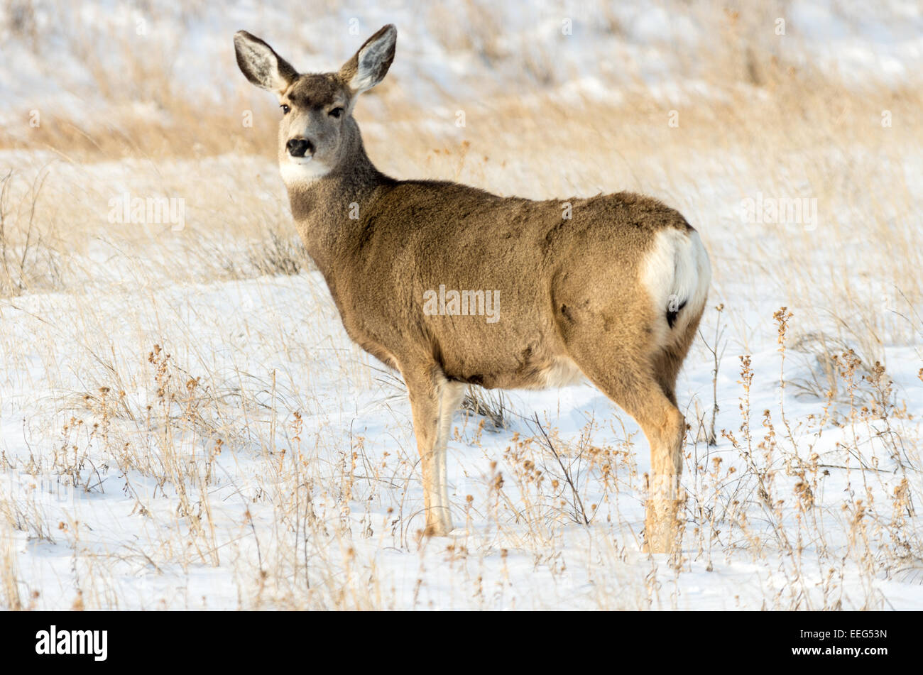 Mule deer in the badlands hi-res stock photography and images - Alamy