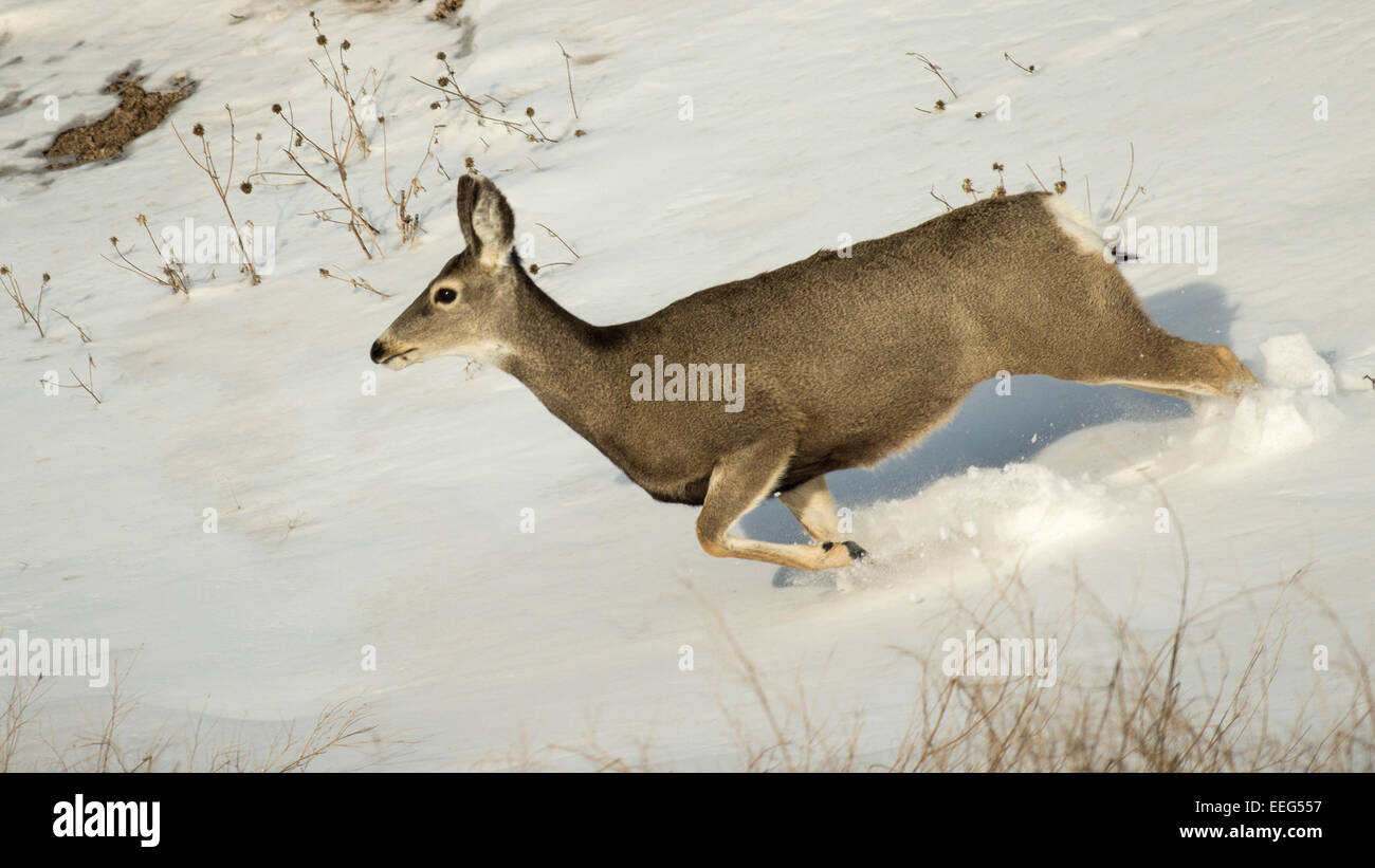 Mule Deer Running