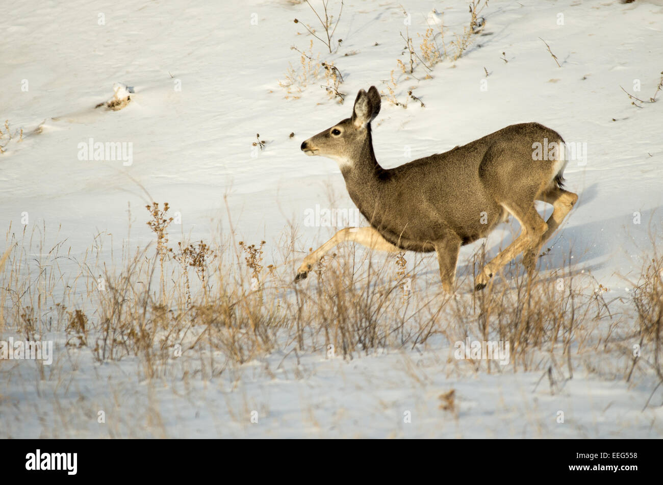 A mule deer doe runs through the snow in the Badlands National Park of ...