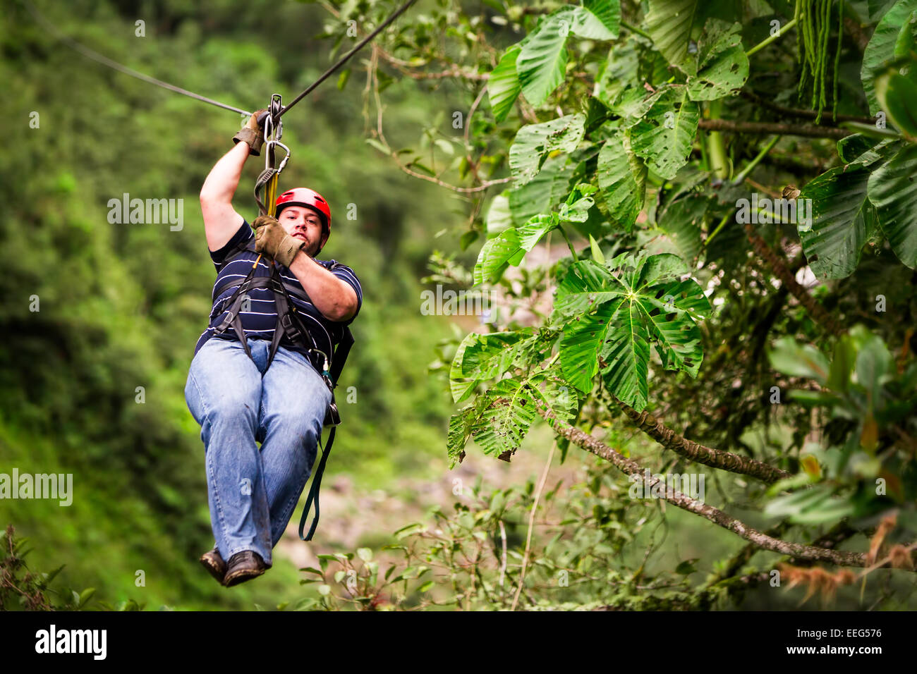 Oversized Adult Man On Zip Line Or Canopy Trip Nearby Of Banos De Agua ...