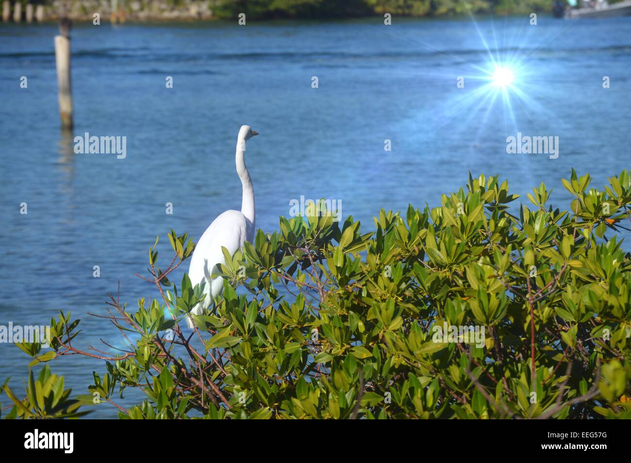 Heron gazing into the light Stock Photo - Alamy