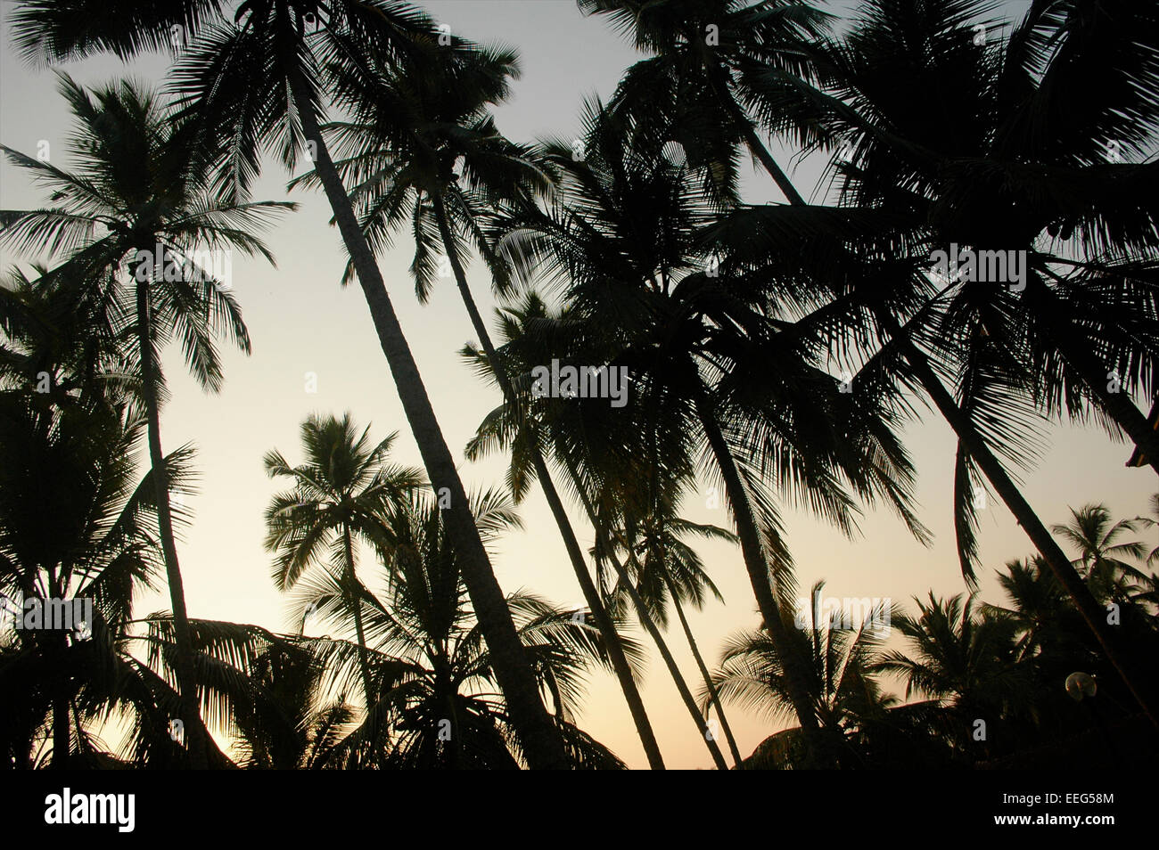 Tropical sunset with palms Stock Photo - Alamy