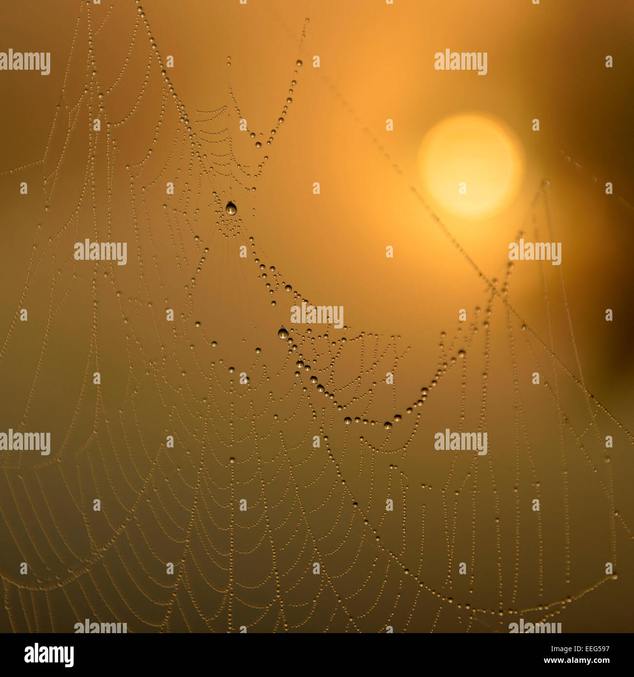 Dew-covered spider web and rising sun reflected in the smaller of Pen ...