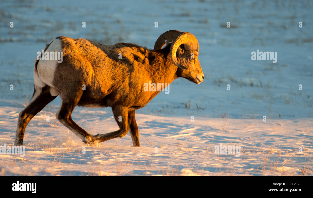 A bighorn sheep ram walks through the snow in Badlands National Park in ...