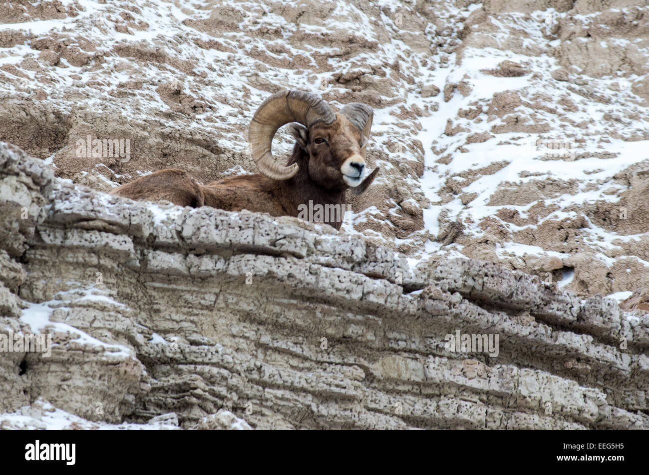 A bighorn sheep ram rests on a cliff in the Badlands National Park in ...