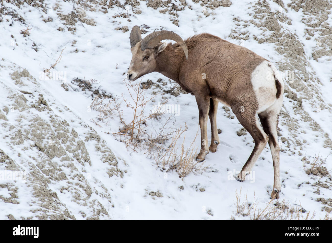 A bighorn sheep ram in the snow in the Badlands National Park in South ...