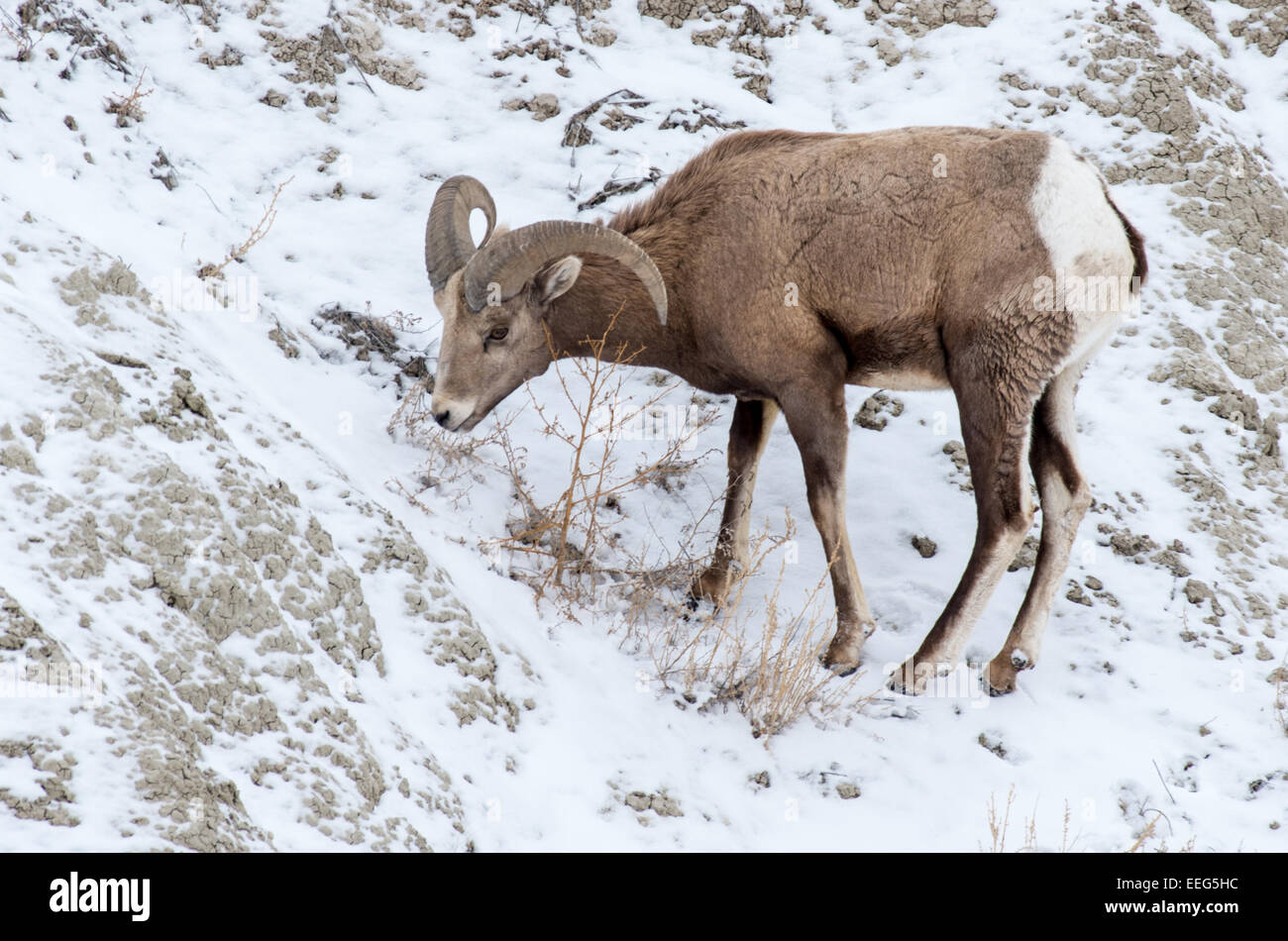 A bighorn sheep ram in the snow in the Badlands National Park in South ...