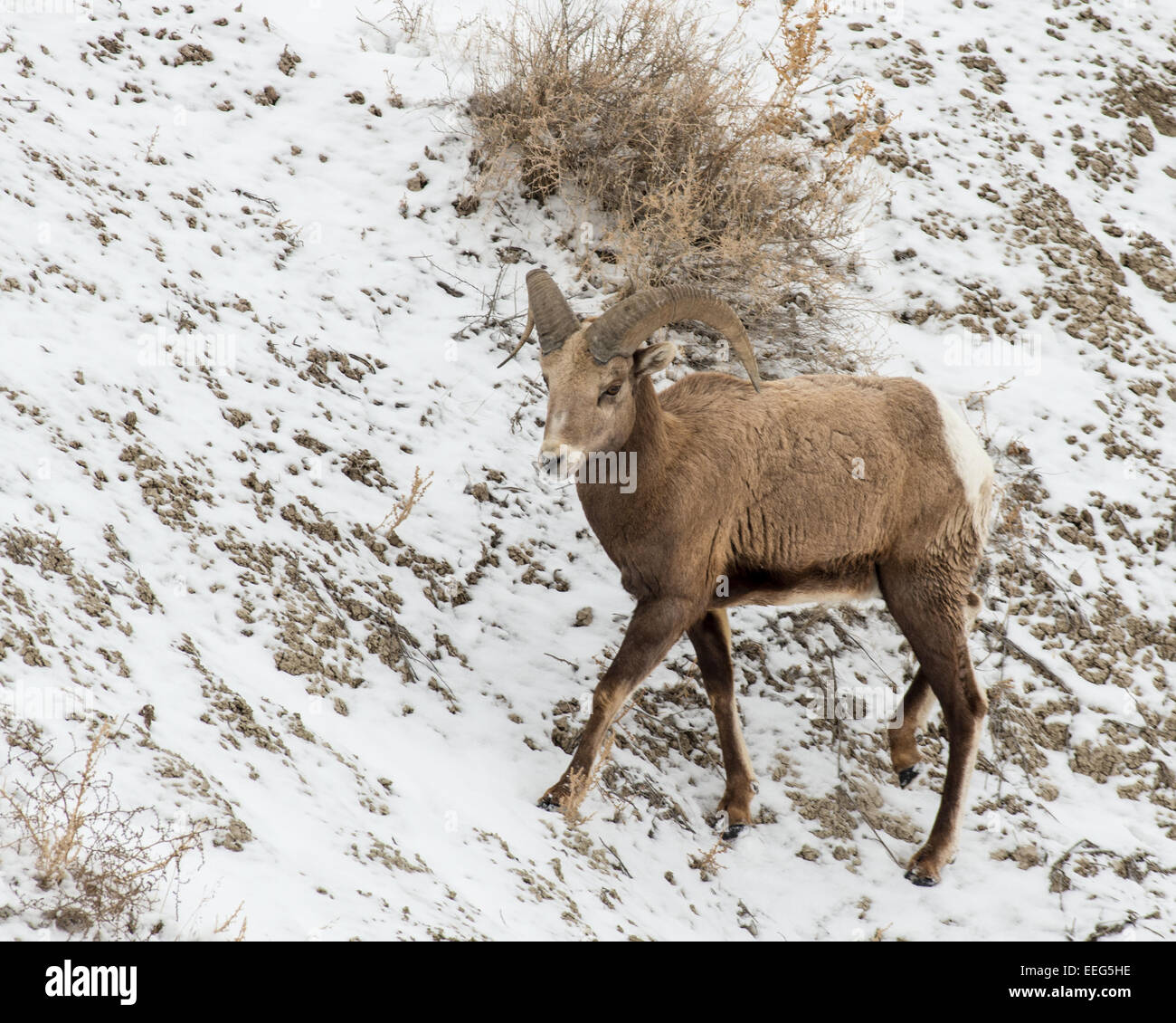 A bighorn sheep ram in the snow in the Badlands National Park in South ...
