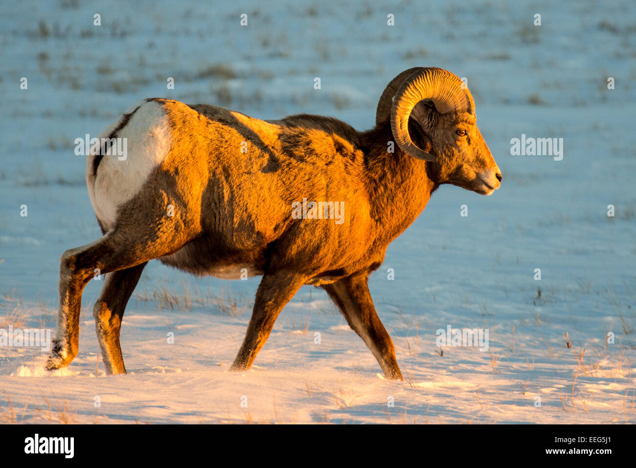 A bighorn sheep ram walks through the snow in Badlands National Park in ...