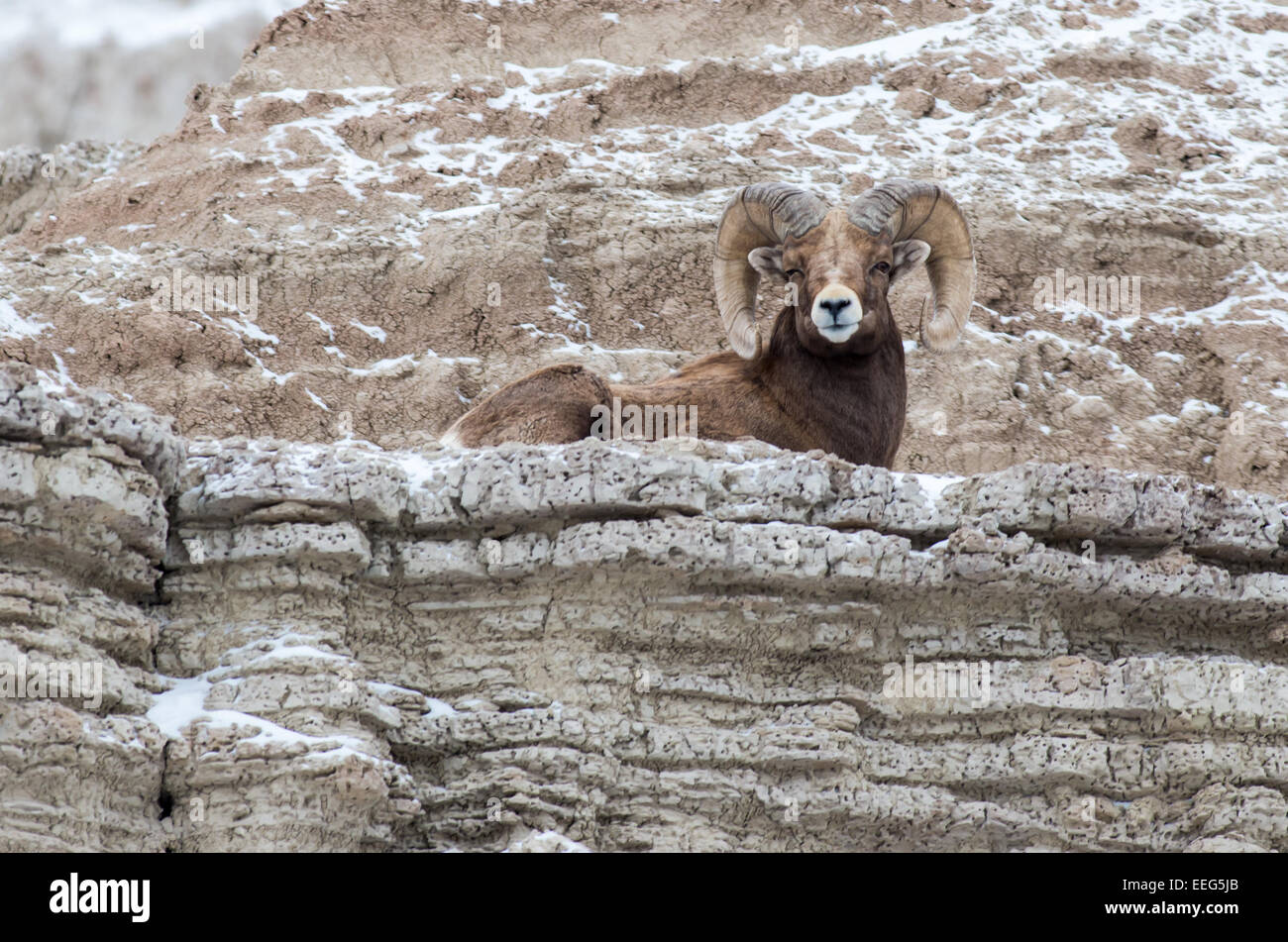 A bighorn sheep ram rests on a cliff in the Badlands National Park in ...