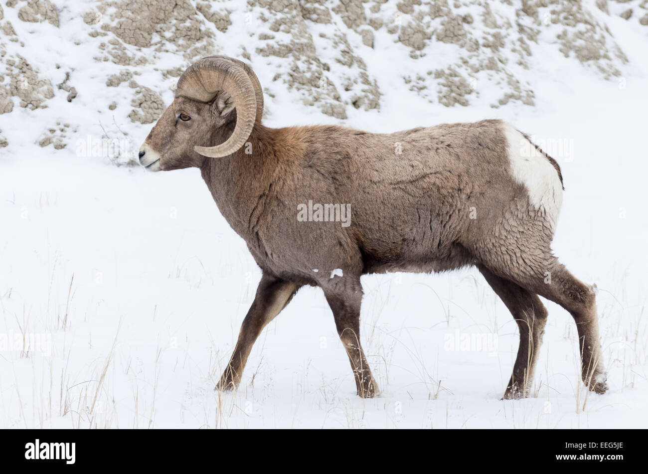 A bighorn sheep ram in the snow in the Badlands National Park in South ...