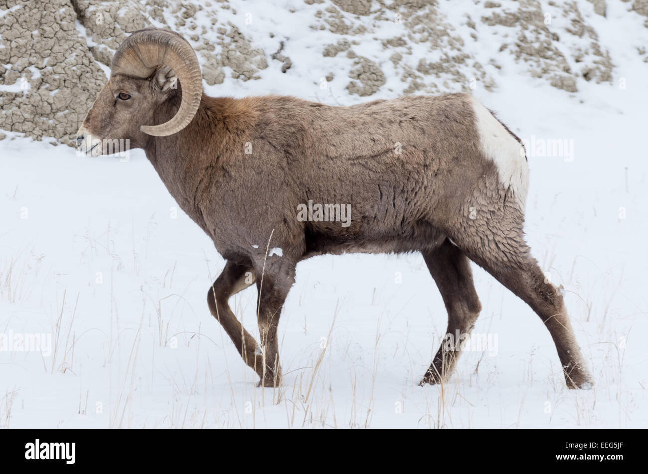 A bighorn sheep ram in the snow in the Badlands National Park in South ...