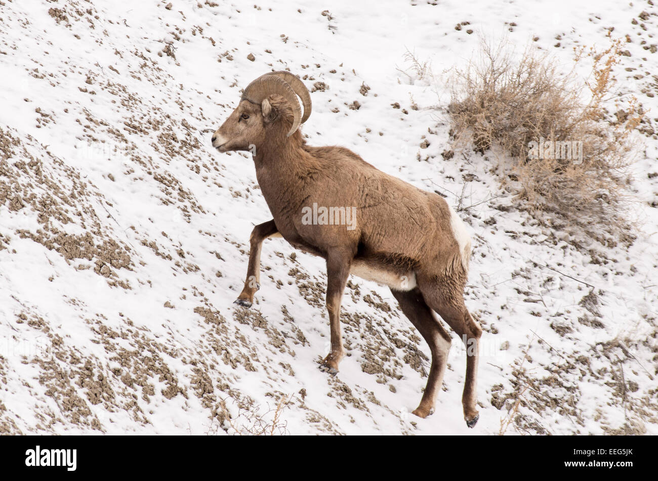 A bighorn sheep ram in the snow in the Badlands National Park in South ...