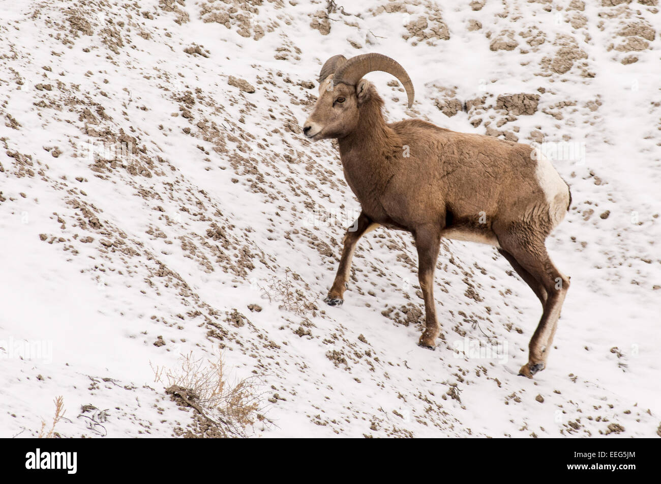 A bighorn sheep ram in the snow in the Badlands National Park in South ...