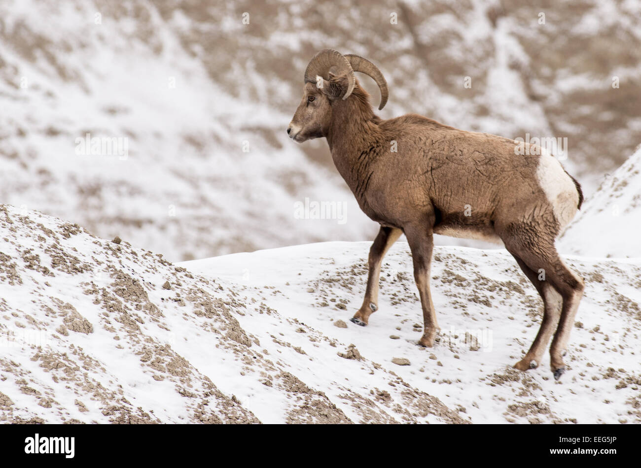 A bighorn sheep ram in the snow in the Badlands National Park in South ...
