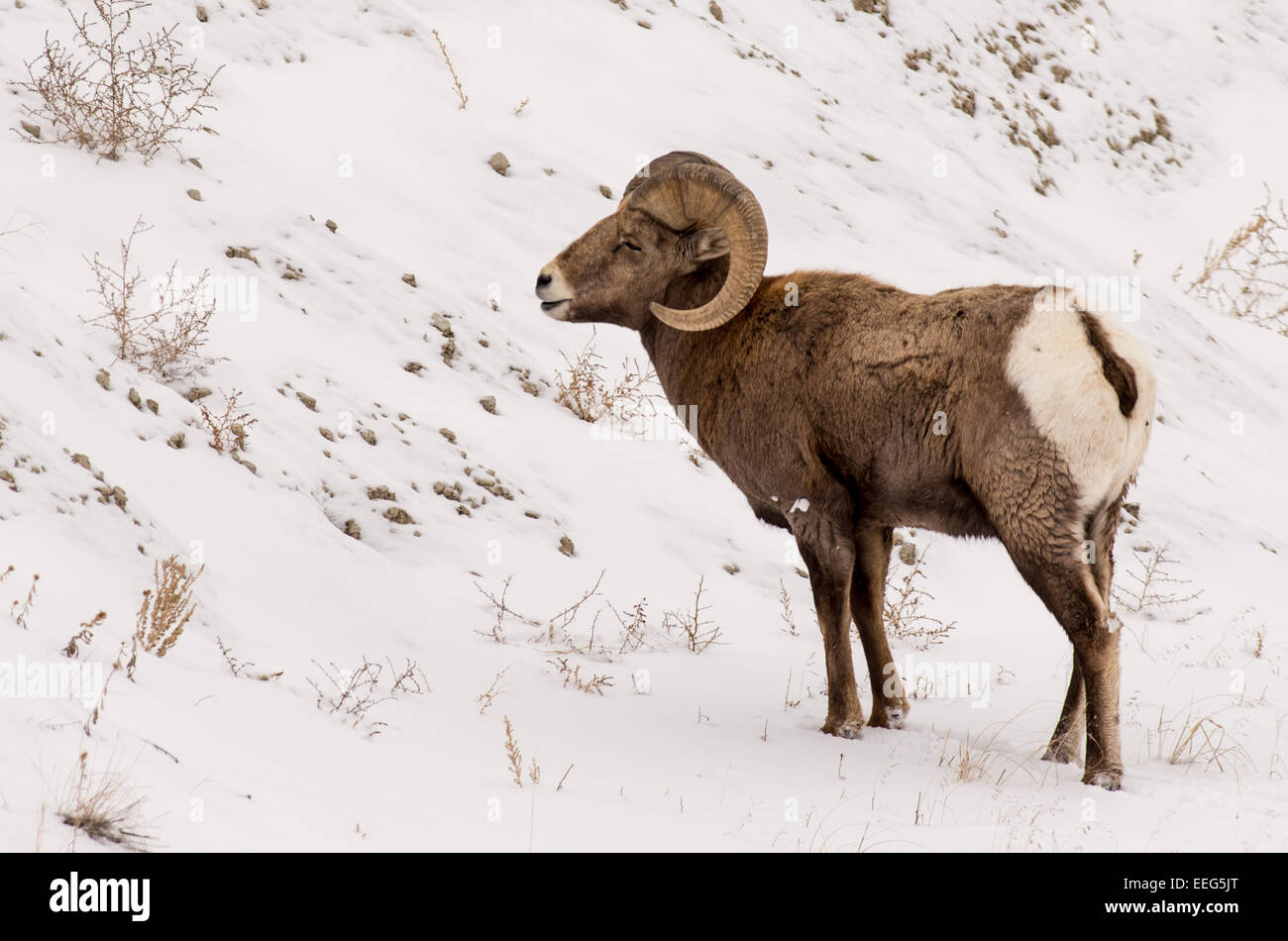 A bighorn sheep ram in the snow in the Badlands National Park in South ...
