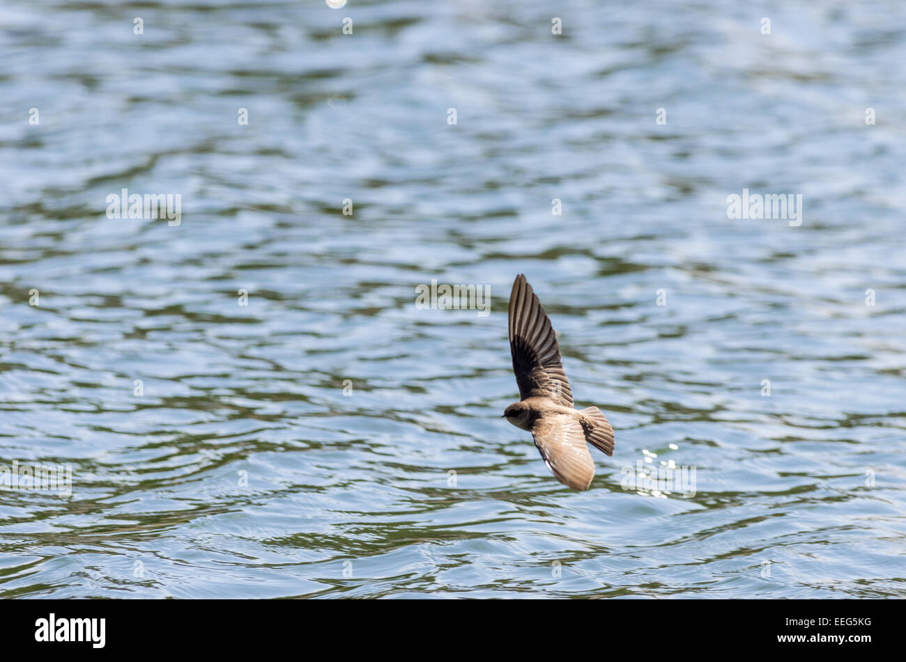 Female tree swallow hi-res stock photography and images - Alamy