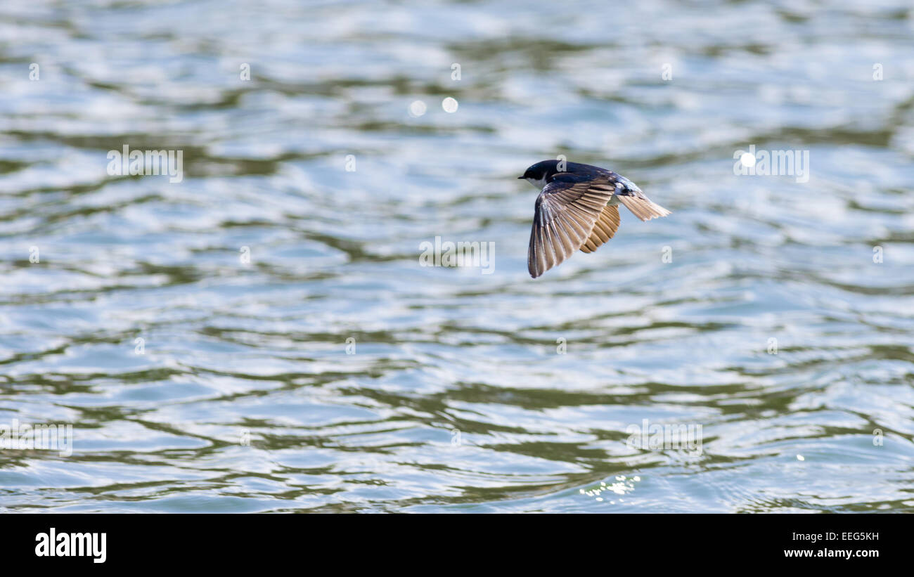 Swallow flies hi-res stock photography and images - Alamy