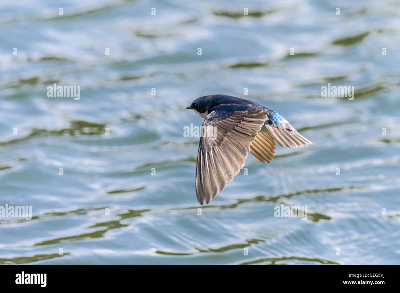 Swallow Flying Over Water Stock Photos & Swallow Flying Over Water ...