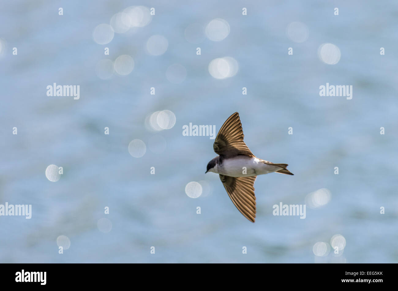 A female tree swallow flies over the water Stock Photo - Alamy