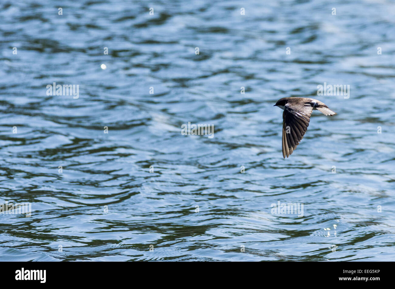 Swallow flying over water hi-res stock photography and images - Alamy