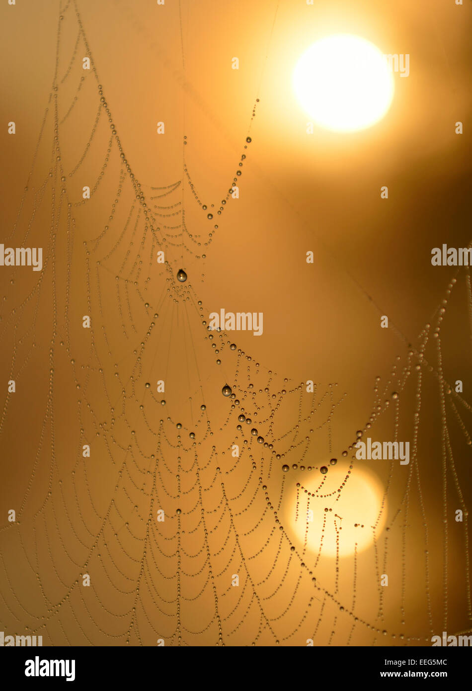 Dew-covered spider web and rising sun reflected in the smaller of Pen ...