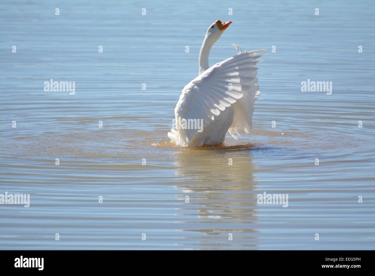 Goose playing in water Stock Photo - Alamy