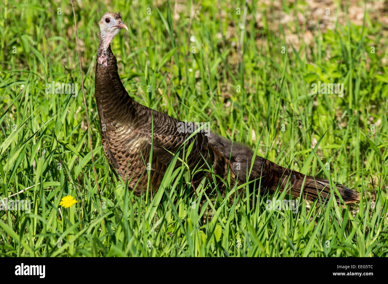 A Wild Turkey hen forages in the grass Stock Photo - Alamy